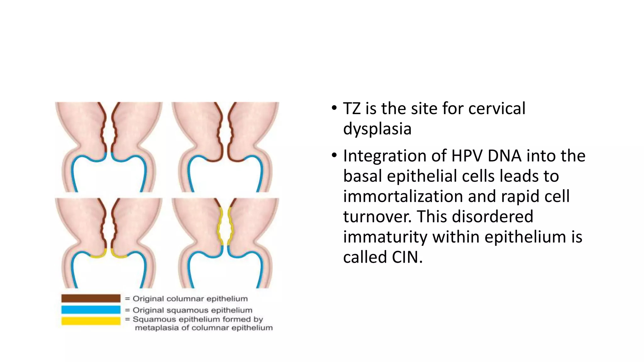 Management of diseases of cervix | PPTX | Sexual Conditions | Sexual Health