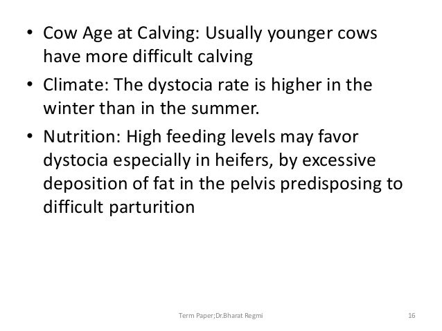 Management Of Dystocia In Bovines
