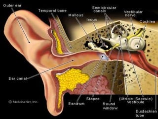 Management of foreign body in ear | PPTX