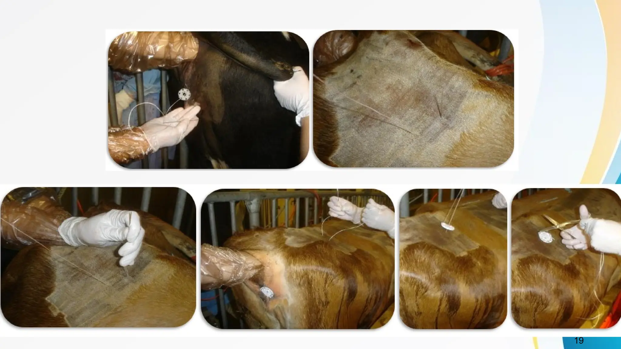 management of genital prolapse in cattle and buffalo by bhavesh devda.pptx