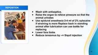 management of genital prolapse in cattle and buffalo by bhavesh devda.pptx
