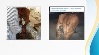 management of genital prolapse in cattle and buffalo by bhavesh devda.pptx