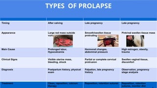 management of genital prolapse in cattle and buffalo by bhavesh devda.pptx
