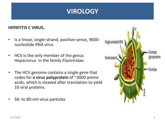 Management of HCV 2023 -Adem.pptx