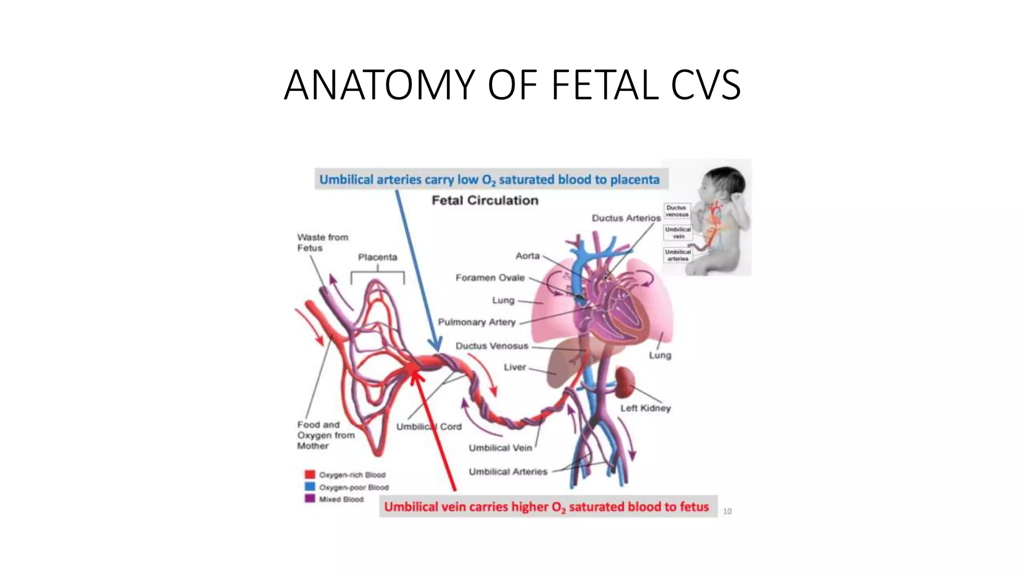 Heart diseases during pregnancy | PPTX