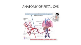 Heart diseases during pregnancy | PPTX