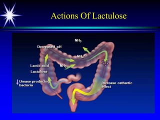 Lactulose Mechanism Of Action