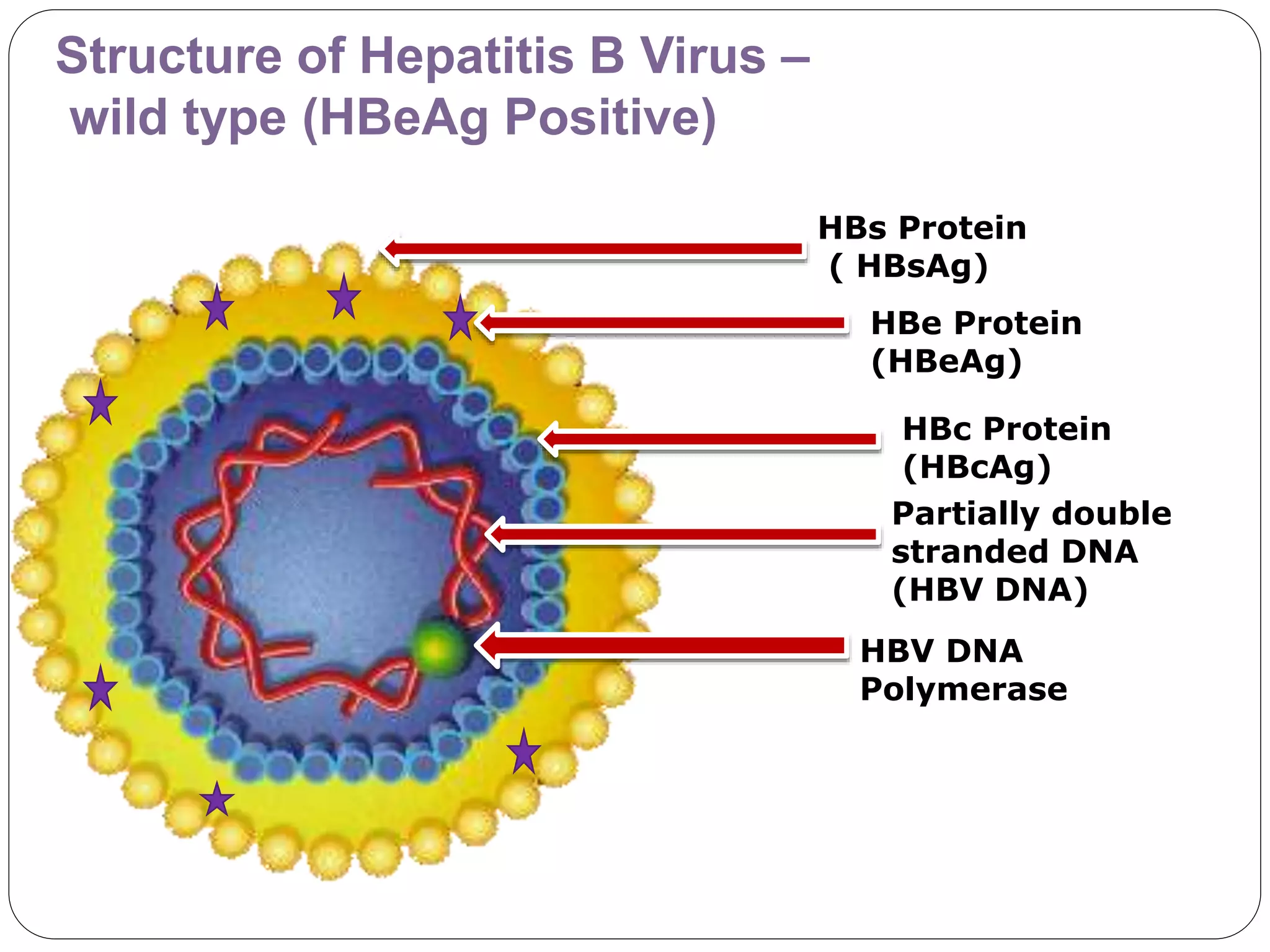 Management of Hepatitis B | PPTX