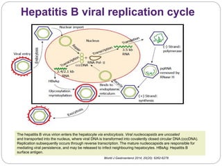 Hepatitis B Virus Life Cycle