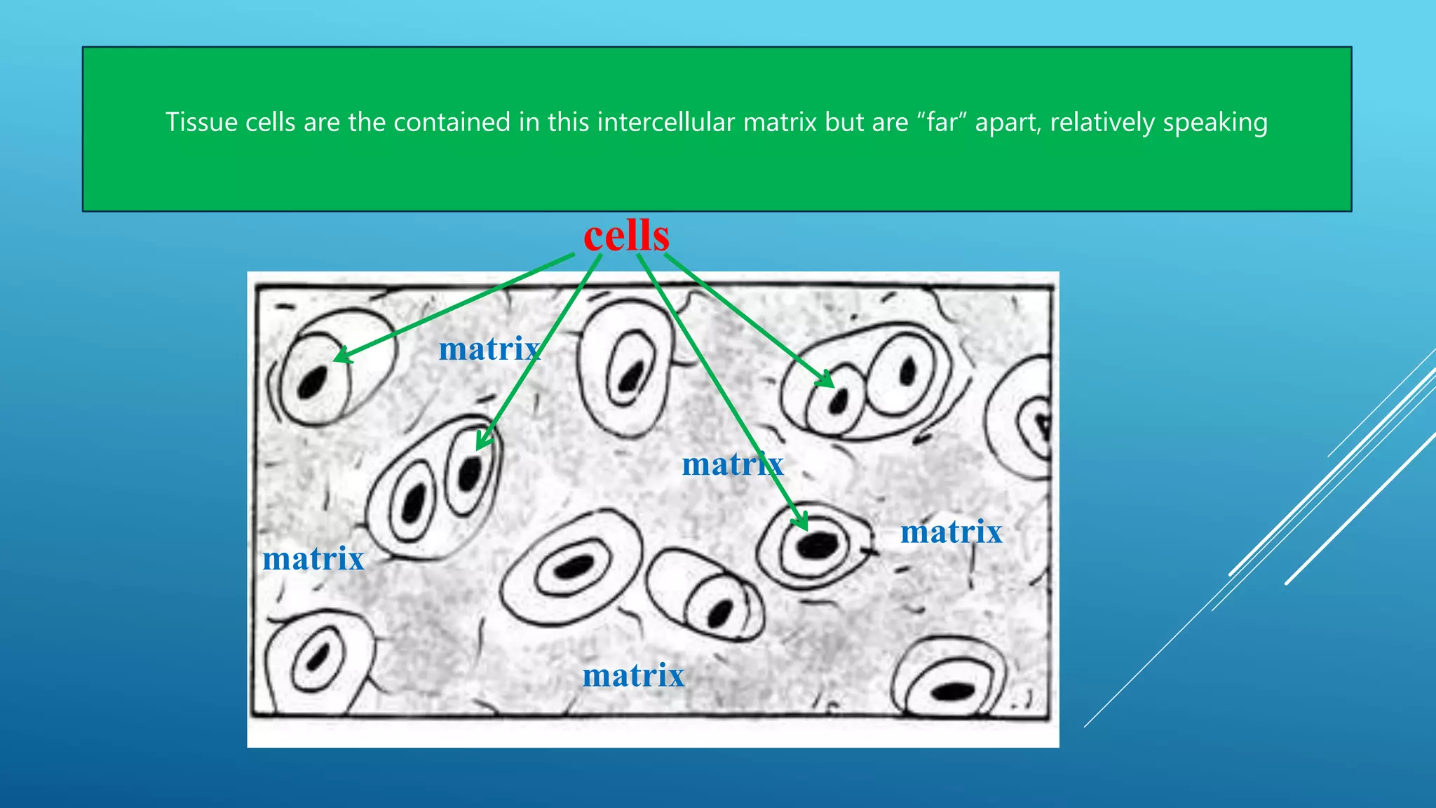 Management of knee cartilage defect & meniscus tear | PPTX