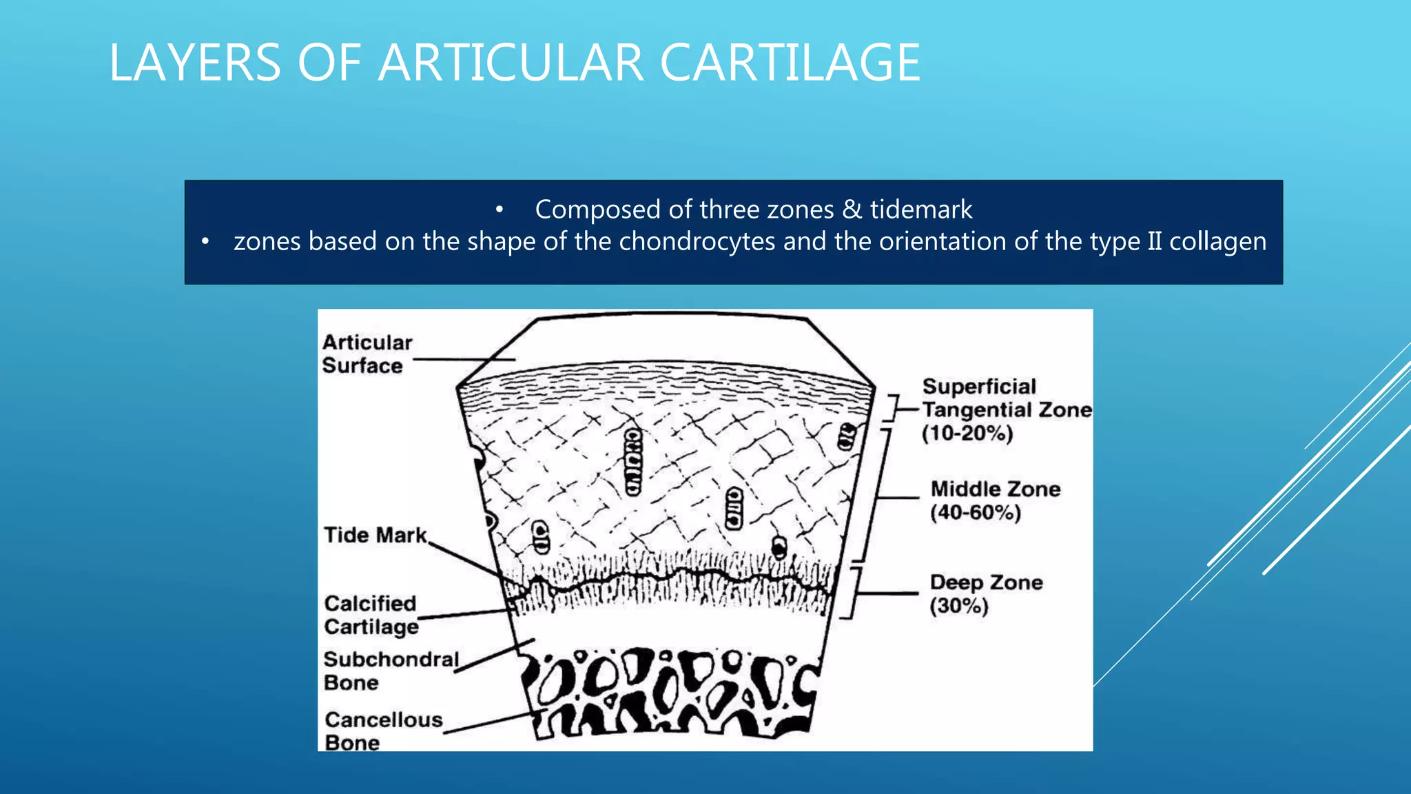 Management of knee cartilage defect & meniscus tear | PPTX