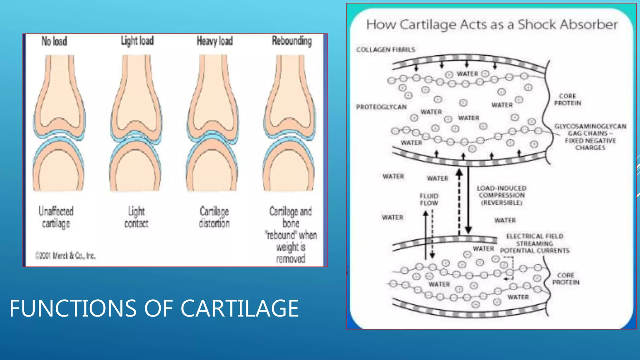 Management of knee cartilage defect & meniscus tear | PPTX