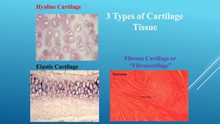 Management of knee cartilage defect & meniscus tear | PPTX