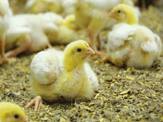 Management of litter for broiler | PPT