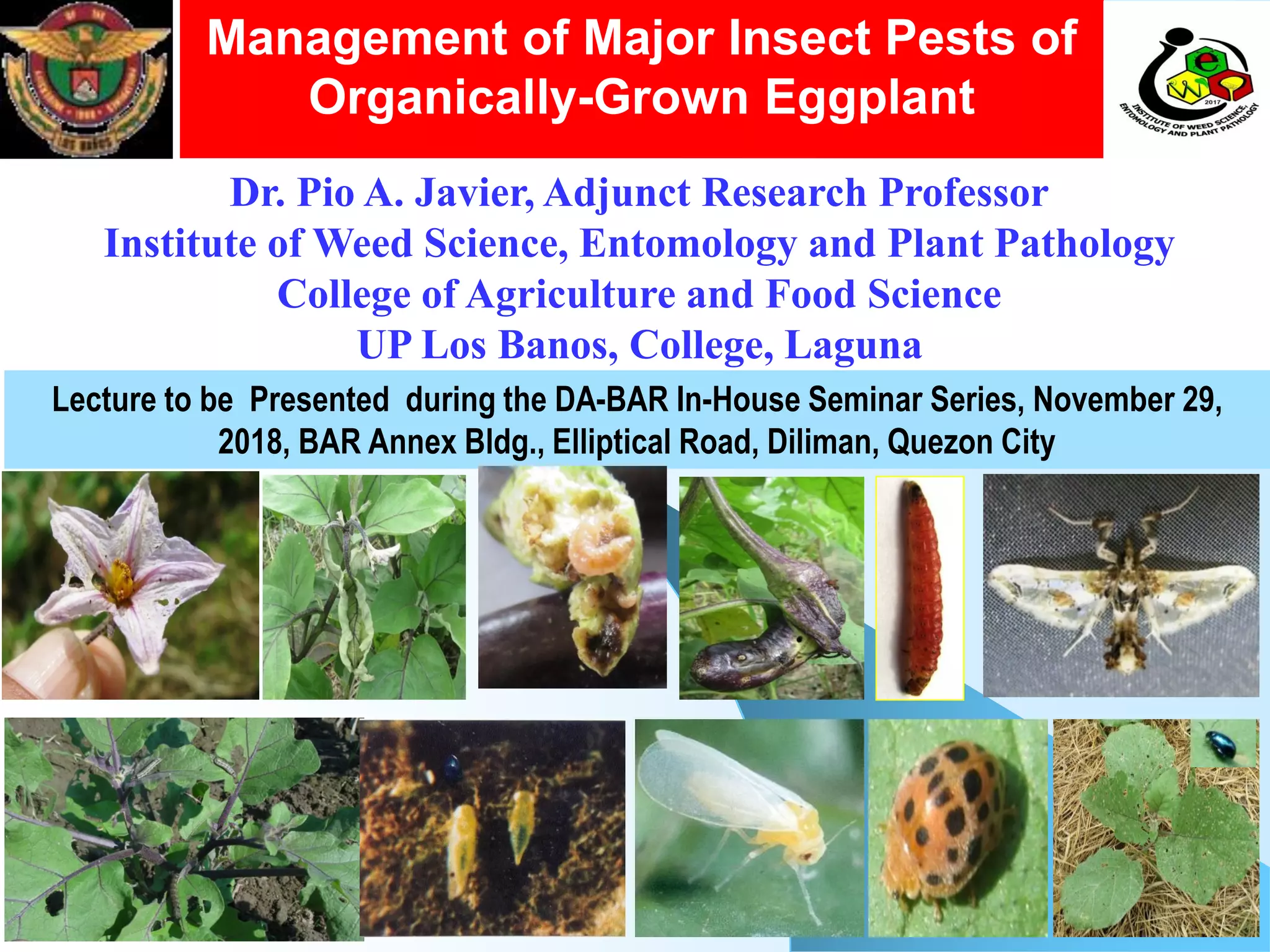 Management of major insect pests of organically grown egglant | PDF