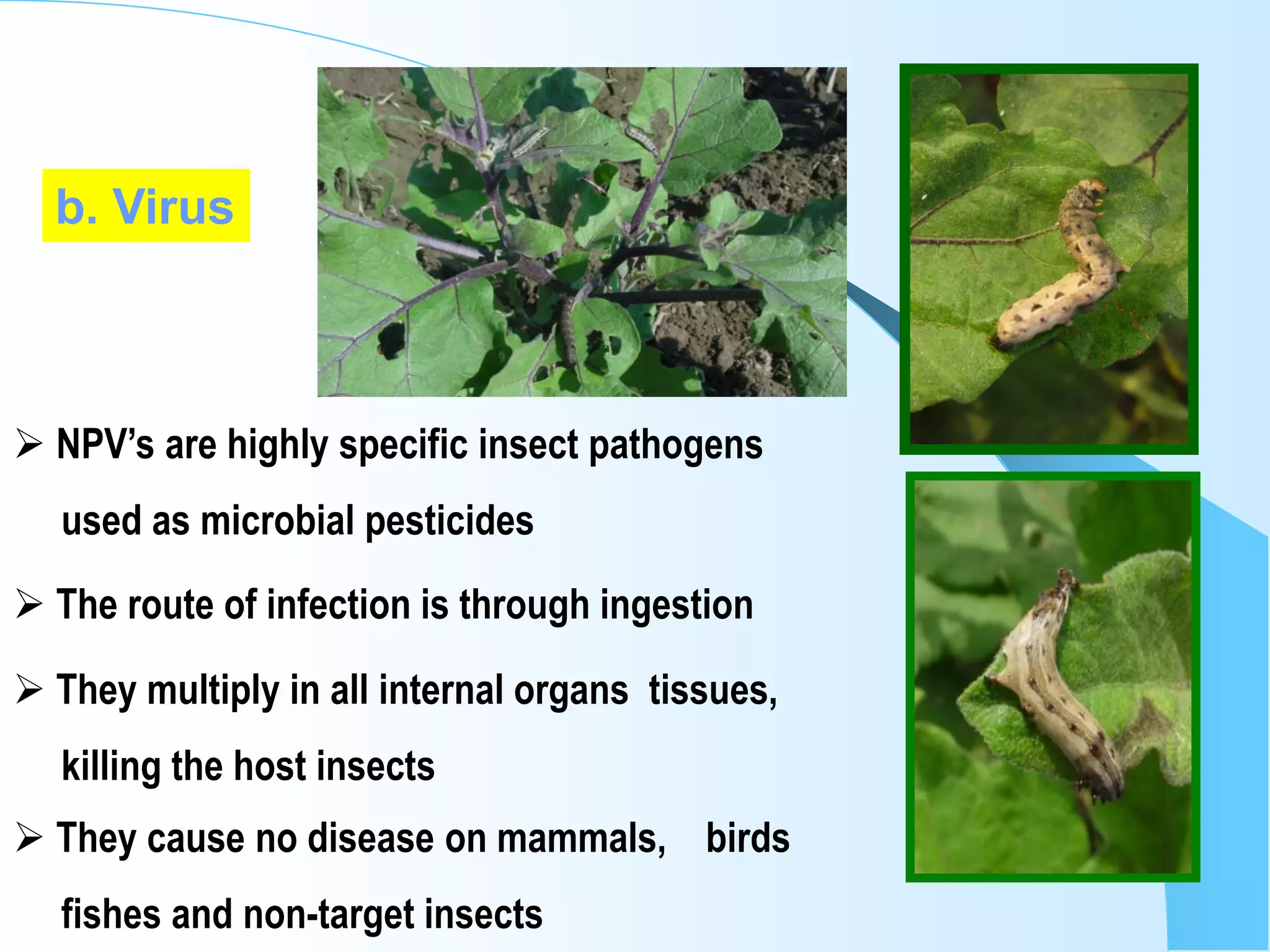Management of major insect pests of organically grown egglant | PDF