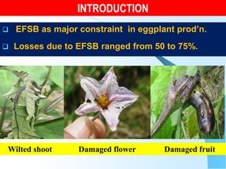 Management of major insect pests of organically grown egglant | PDF