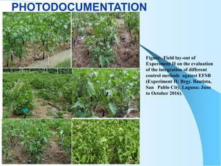 Management of major insect pests of organically grown egglant | PDF