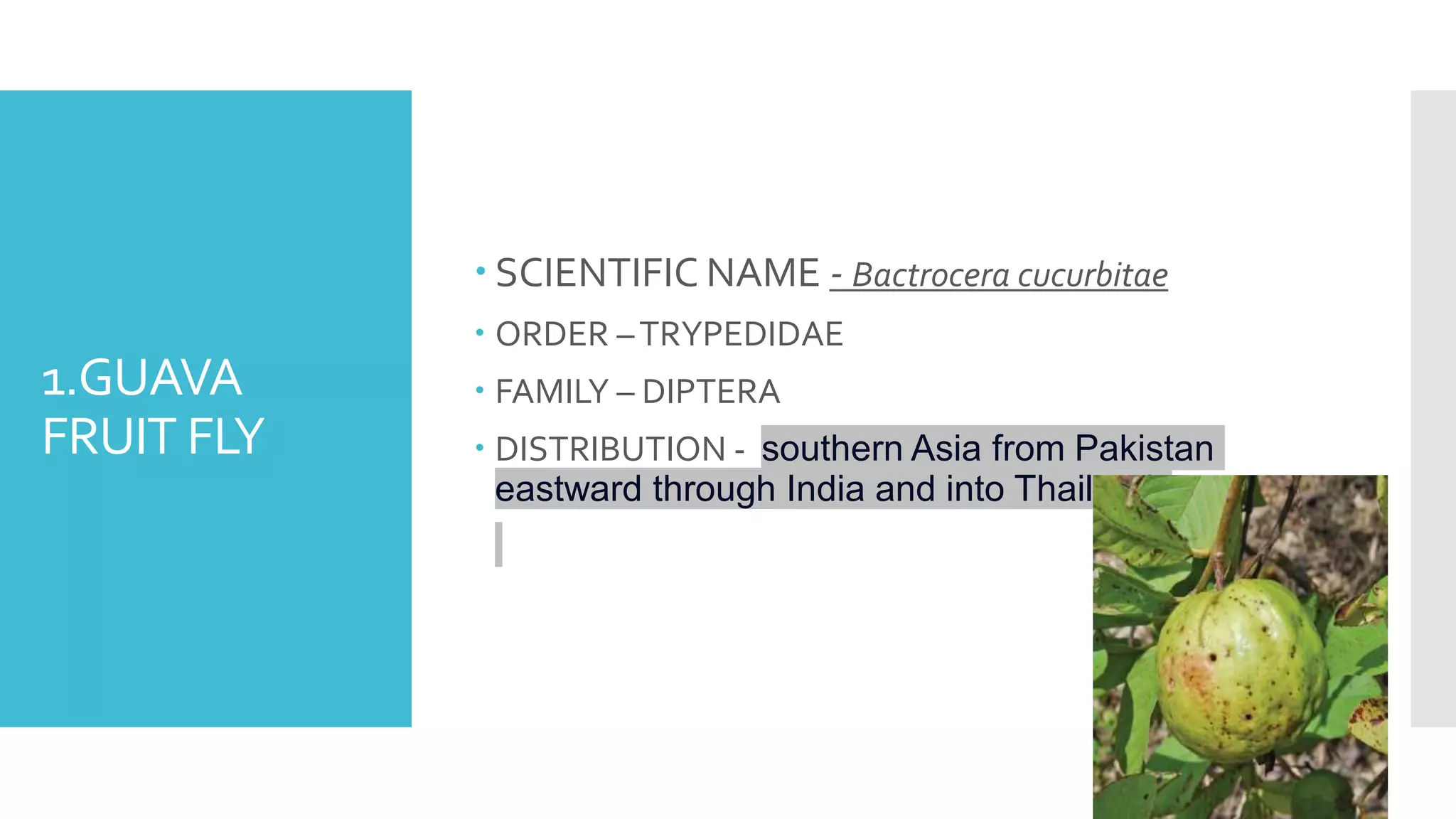 Management of major pest of Guava ASSIGNMENT 1...pdf