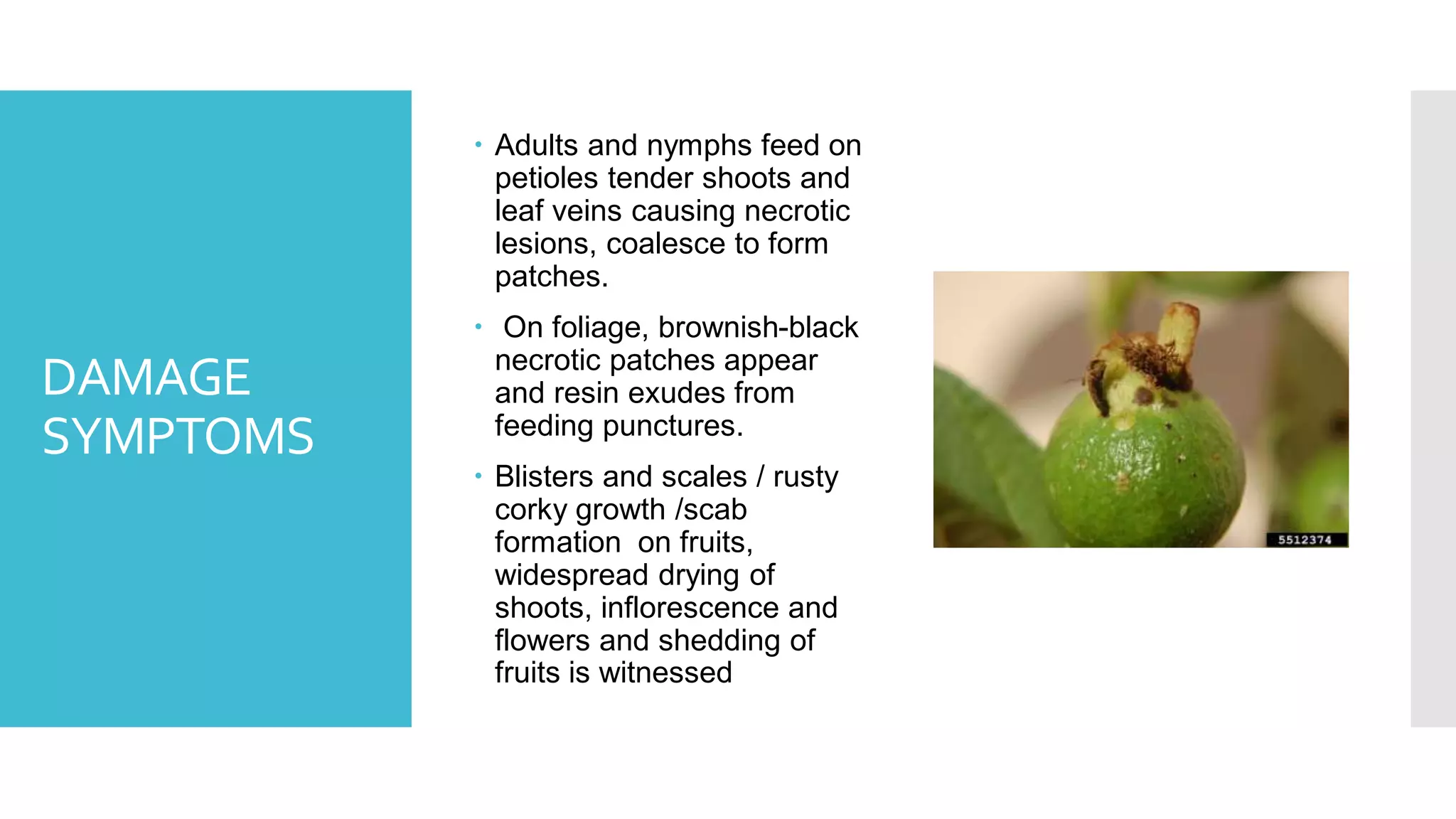 Management of major pest of Guava ASSIGNMENT 1...pdf