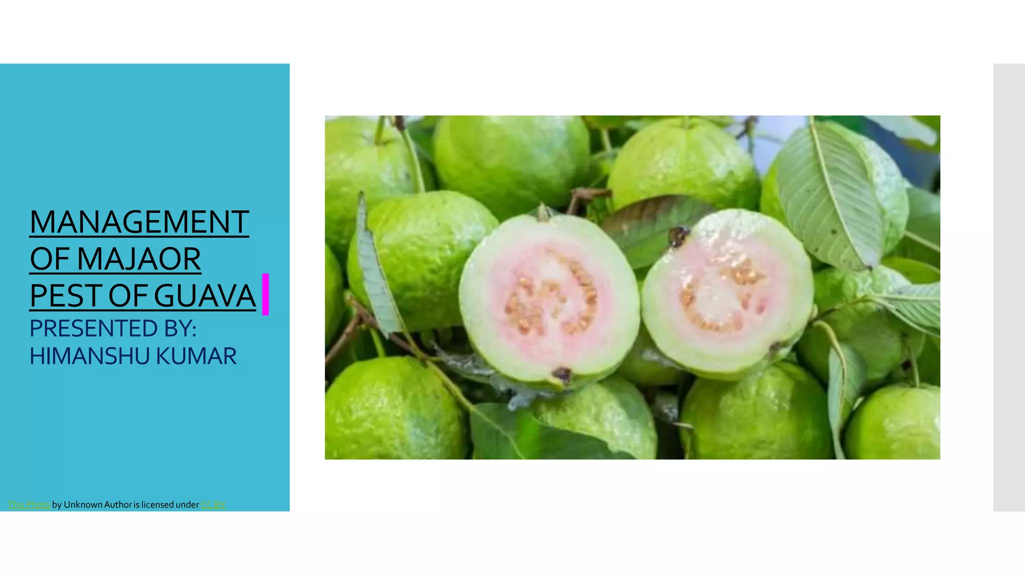 Management of major pest of Guava ASSIGNMENT 1...pdf