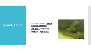 Management of major pest of Guava ASSIGNMENT 1...pdf