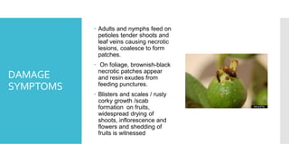 Management of major pest of Guava ASSIGNMENT 1...pdf