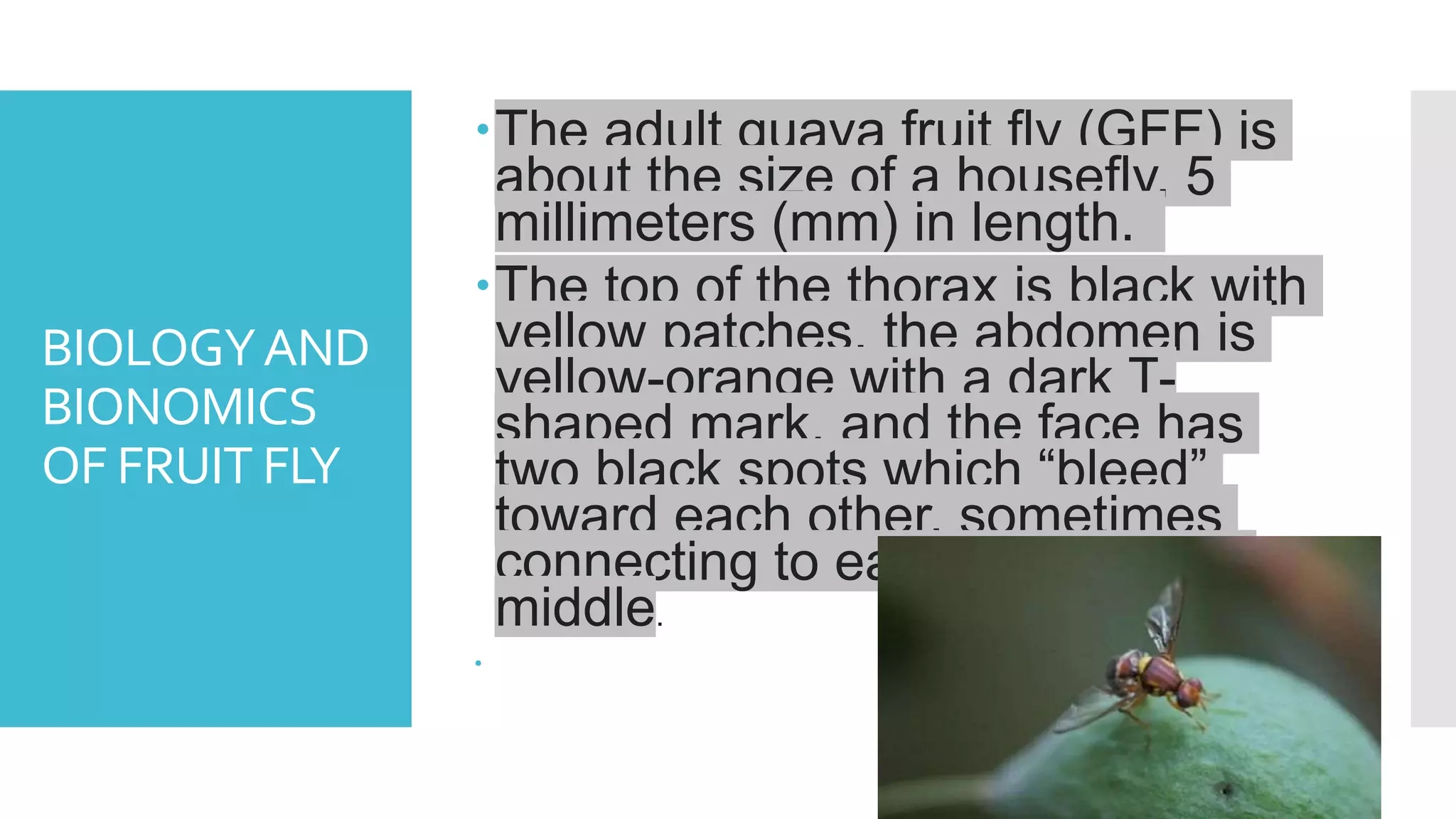 Management of major pest of Guava ASSIGNMENT 1...pptx