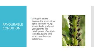 Management of major pest of Guava ASSIGNMENT 1...pptx