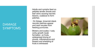 Management of major pest of Guava ASSIGNMENT 1...pptx