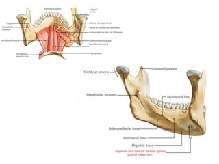 MANAGEMENT OF MANDIBLE.pptx