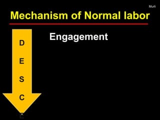 Management of normal labor process and pelvis | PPT