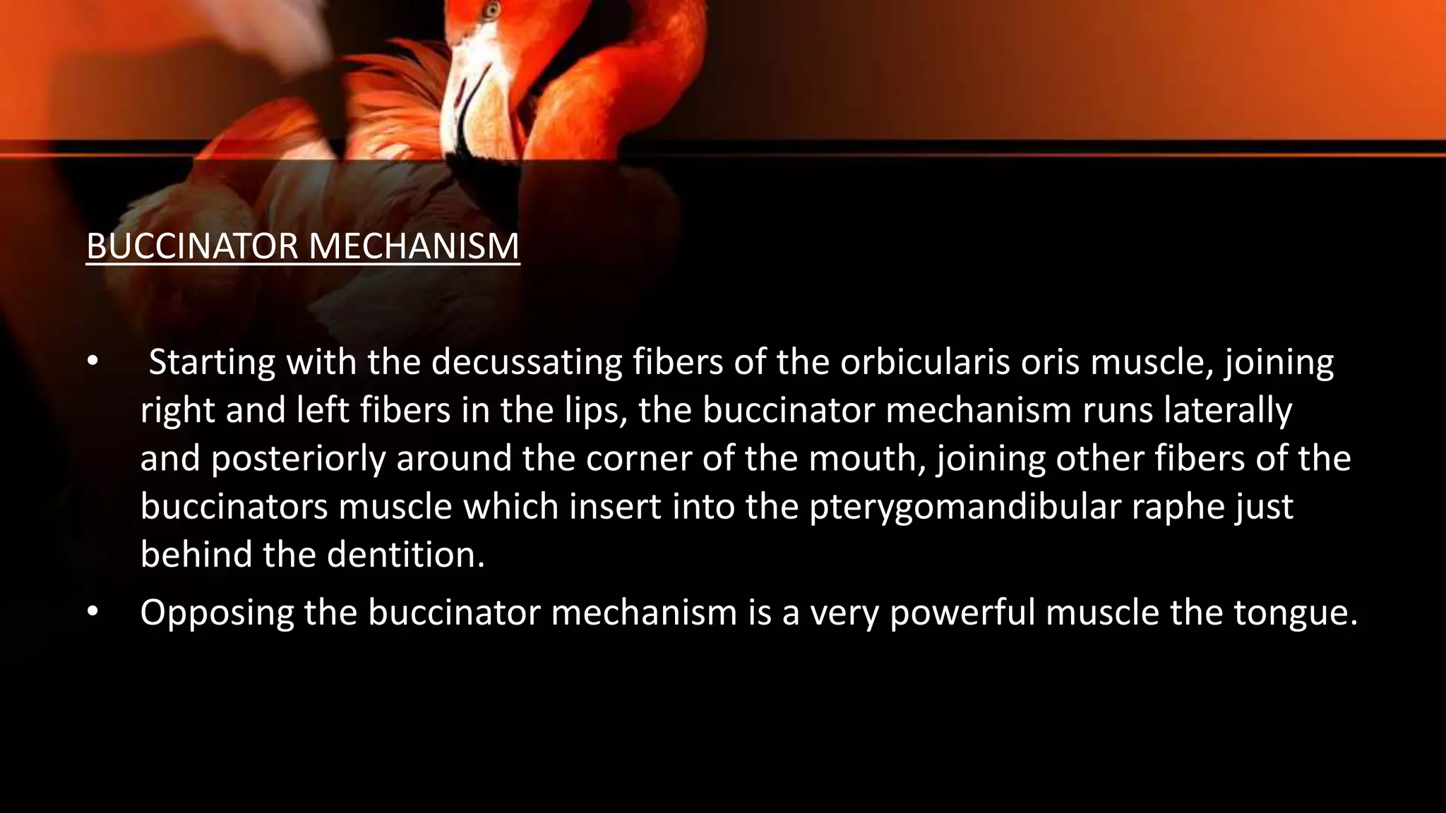 ORAL HABITS - DEFINITION, CLASSIFICATIONS, CLINICAL FEATURES AND ...