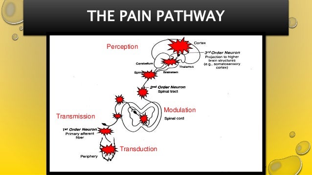 Management of pain in small animals