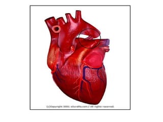 Patent Ductus Arteriosus Animation