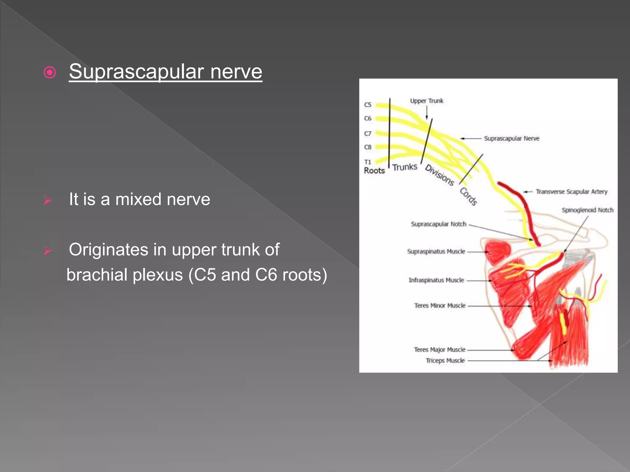 Management of periarthritis of shoulder joint by suprascapular nerve ...
