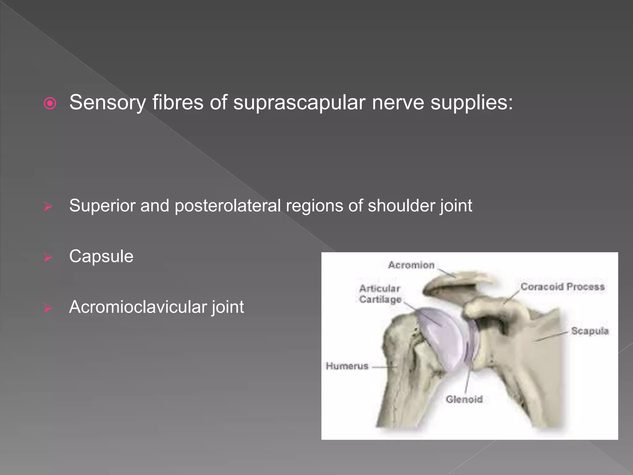 Management of periarthritis of shoulder joint by suprascapular nerve ...