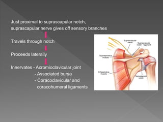 Management of periarthritis of shoulder joint by suprascapular nerve ...