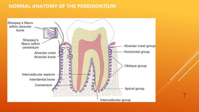 Management of Periodontal Pockets | PPTX