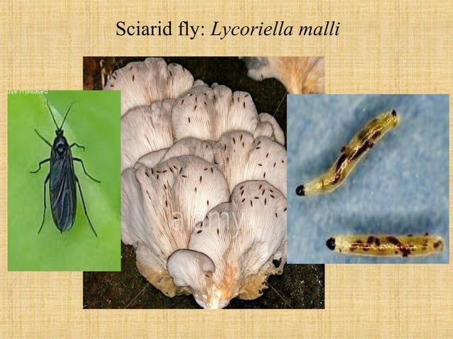 Management of pest and diseases of mushroom | PPT | Gardening | Home ...