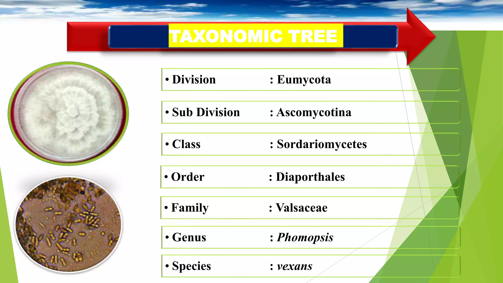 Management of Phomopsis blight.pptx