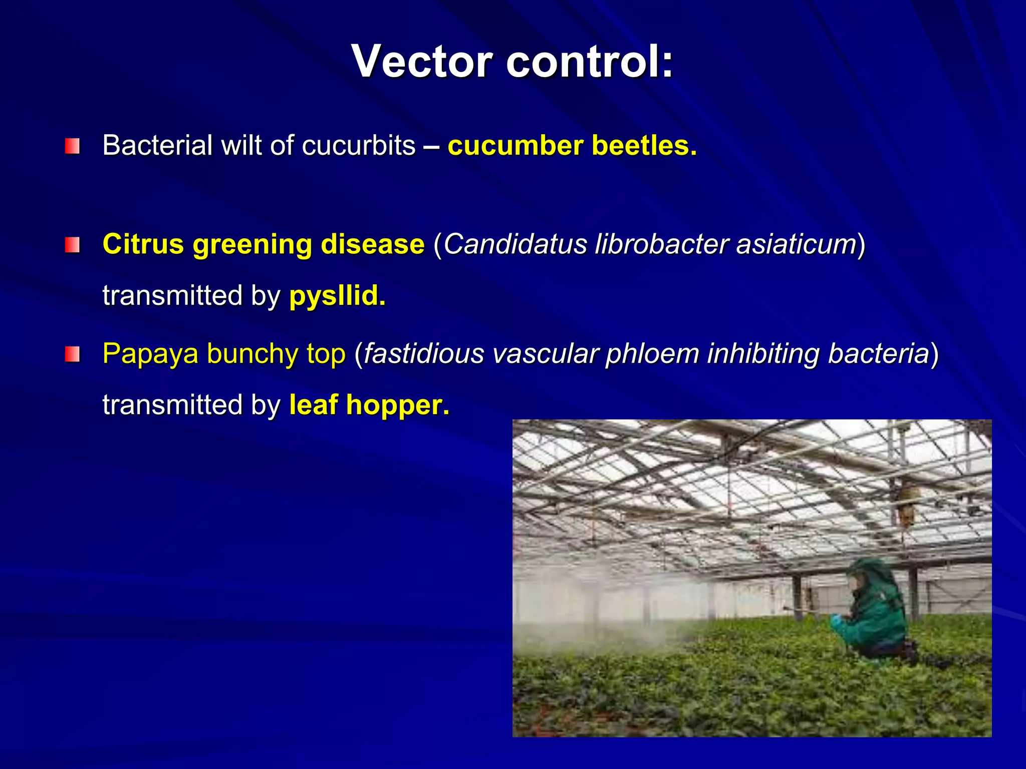 Management of plant bacterial diseases –cultural,mechanical and | PPTX
