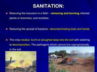 Management of plant bacterial diseases –cultural,mechanical and | PPTX