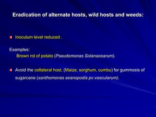 Management of plant bacterial diseases –cultural,mechanical and | PPTX