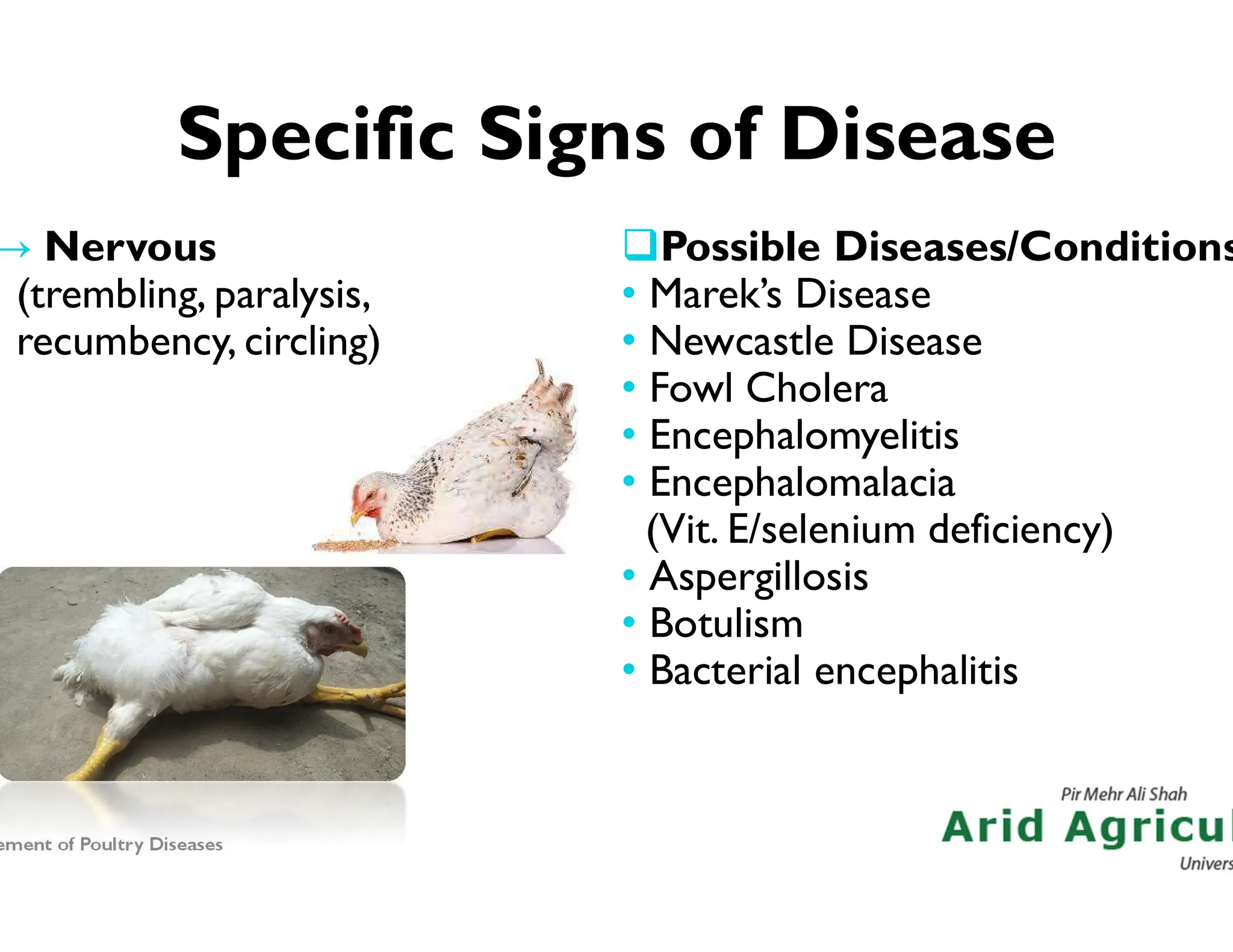 Management of Poultry Diseases At Poultry Farm | PDF