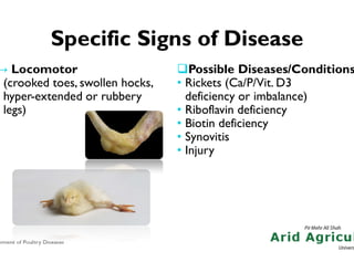 Management of Poultry Diseases At Poultry Farm | PDF