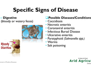Management of Poultry Diseases At Poultry Farm | PDF