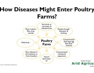 Management of Poultry Diseases At Poultry Farm | PDF