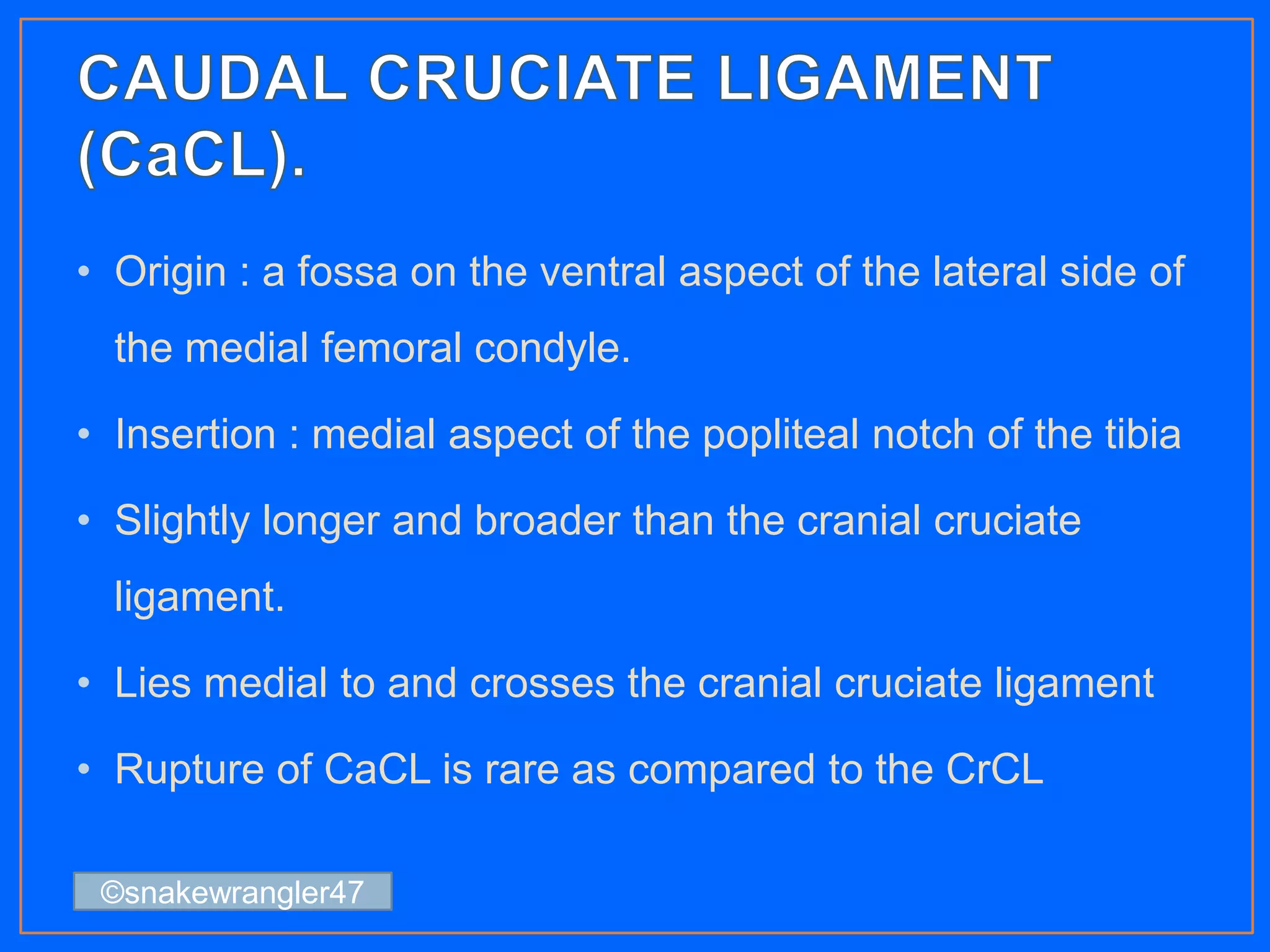Management of ruptured cruciate ligament in dogs | PPTX
