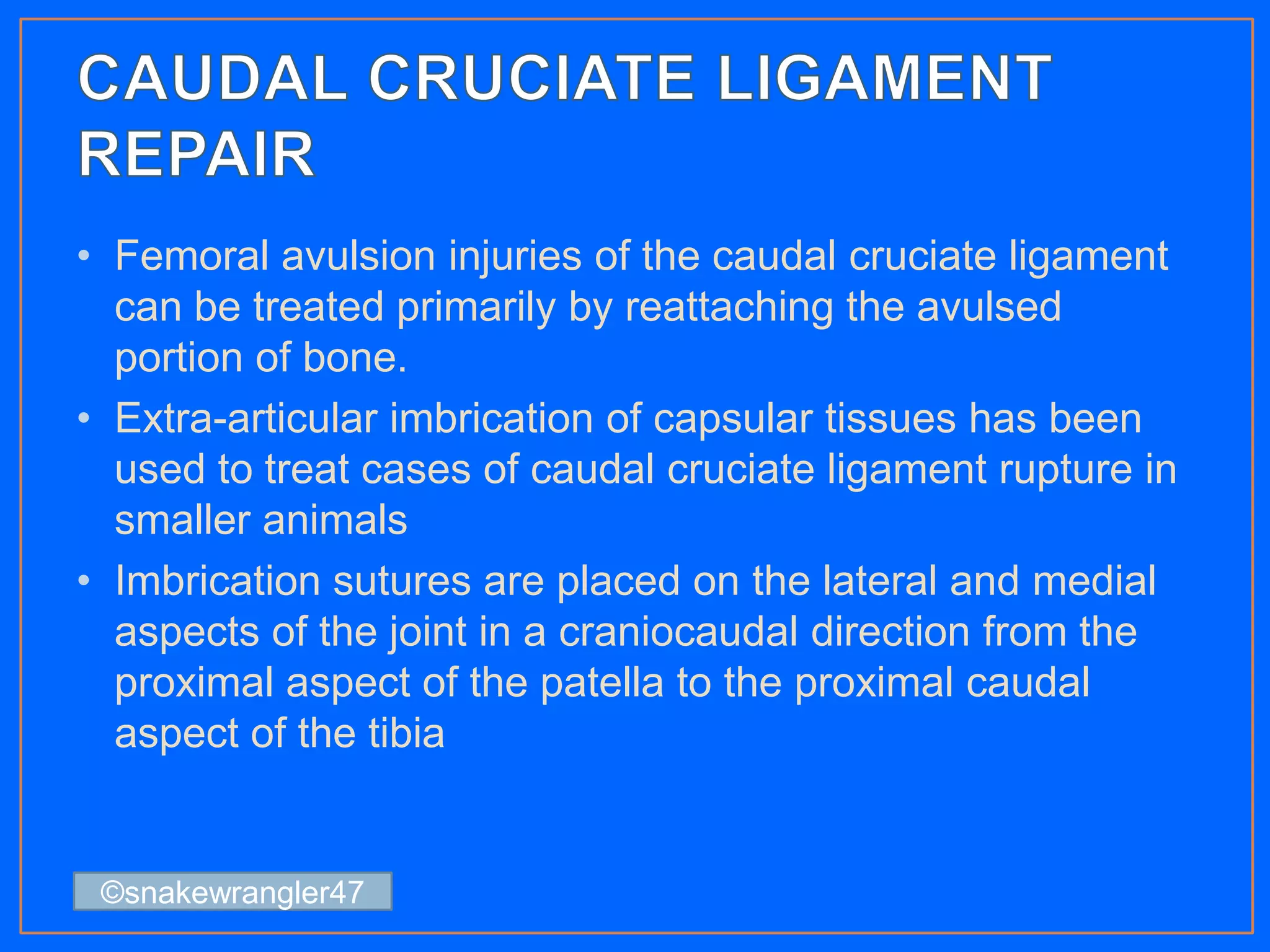 Management of ruptured cruciate ligament in dogs | PPTX